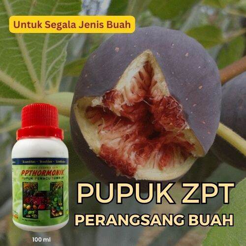 Pupuk ZPT Pelebat Buah Penumbuh Tunas Pertumbuhan Tanaman Untuk ...