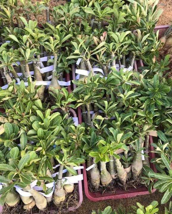 Adenium plant | Lazada PH