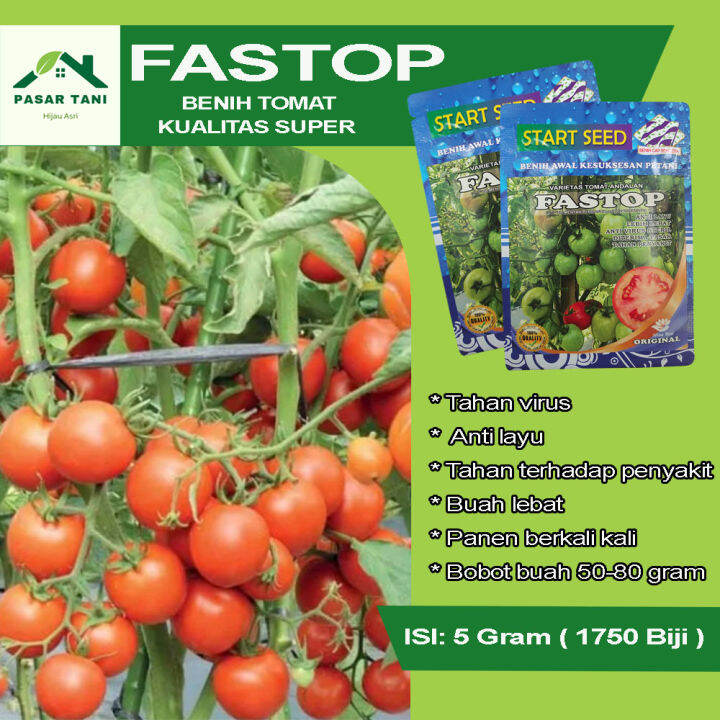 ( COD ) Benih Tomat FASTOP 5 Gram 1750 Biji Super Unggul Jenis Servo ...
