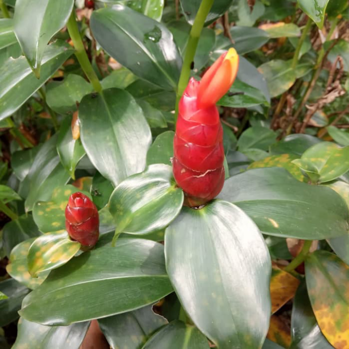 tanaman hias bunga pacing pentul | Lazada Indonesia