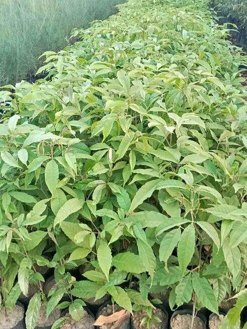 molave / mulawin seedlings | Lazada PH