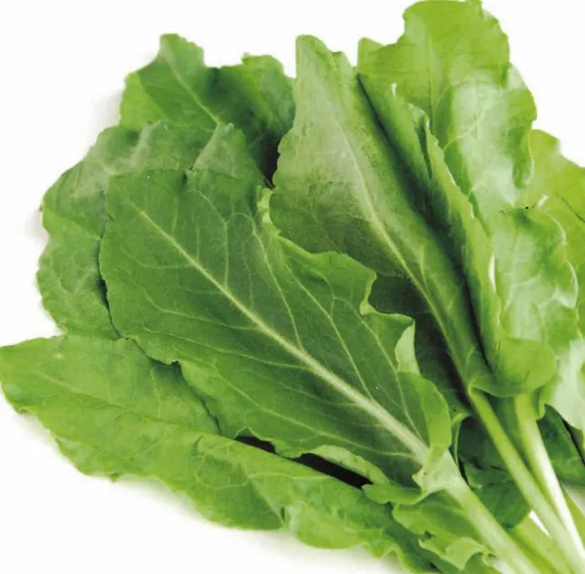 Broadleaf Spinach dock seed -Rumex acetosa | Lazada