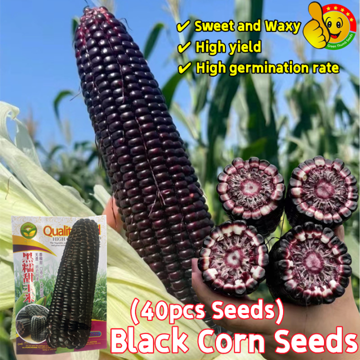 100% Original Sweet Glutinous Black Corn Seeds for Sale (40pcs Seeds ...