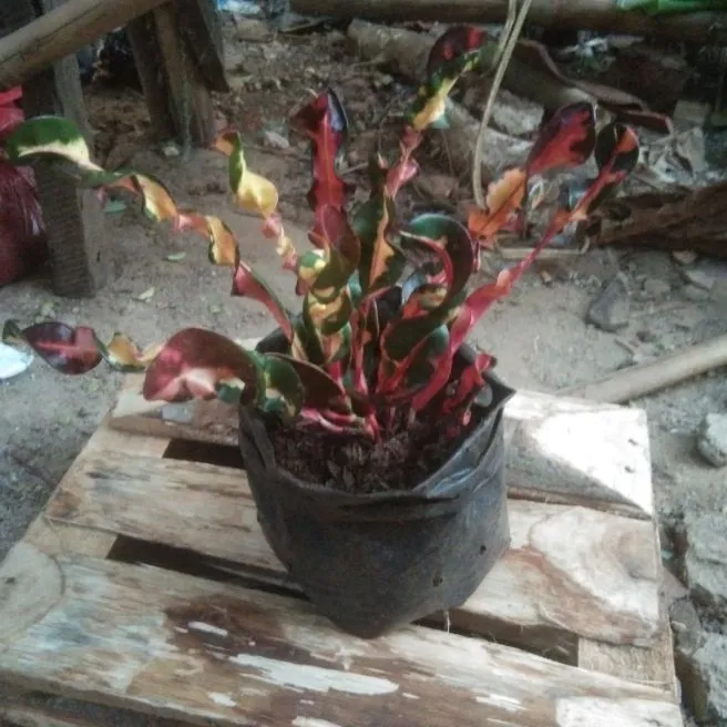 Tanaman hias puring bor / pohon puring bor | Lazada Indonesia