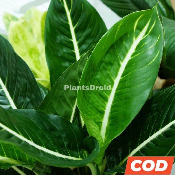 Tanaman Hias Hidup Dieffenbachia Gurita Blanceng Neon Diven | Lazada ...