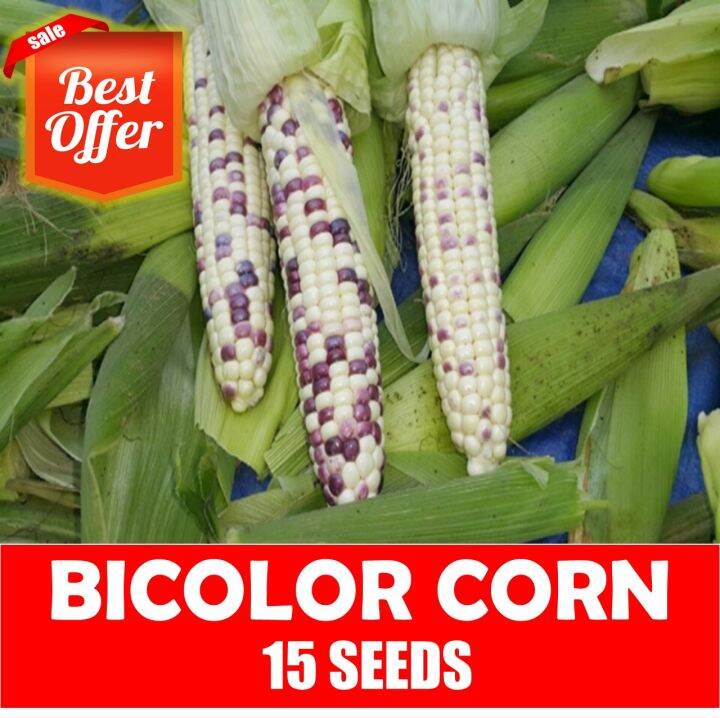Bi-color Corn Seeds - Hybrid Sugar Waxy Corn | Lazada PH