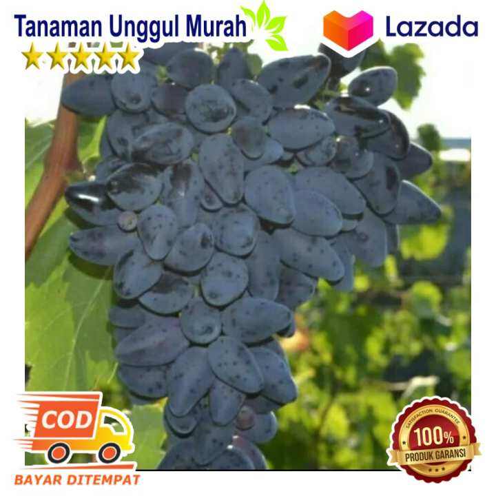 3 Bibit Tanaman Anggur Jupiter Seedles Terkini | Lazada Indonesia 3 Bibit Tanaman Anggur Jupiter Seedles Terkini | Lazada Indonesia