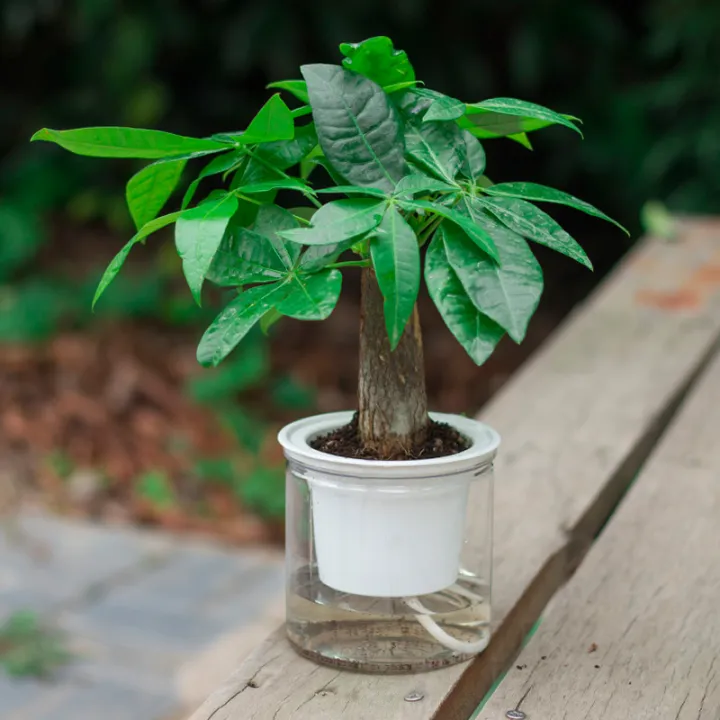 Pachira Macrocarpa Potted Indoor Greenery Flower Plant Office Desk ...