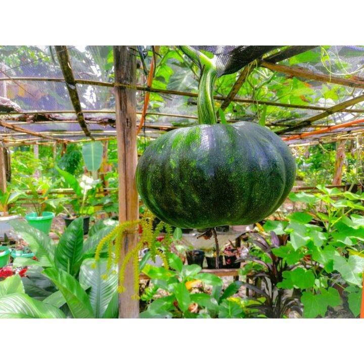 100pcs SEEDS - KALABASA LAGKITAN NATIVE VARIETY/ EASY TO GROW/ MORE ...
