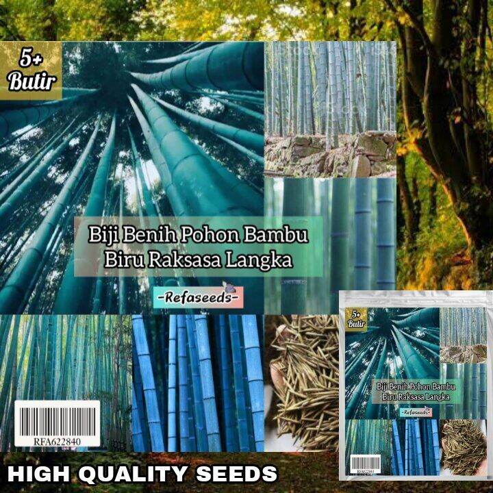 REFA 1 Kemasan Biji Benih Bambu Biru Raksasa Original / Bambu Biru ...