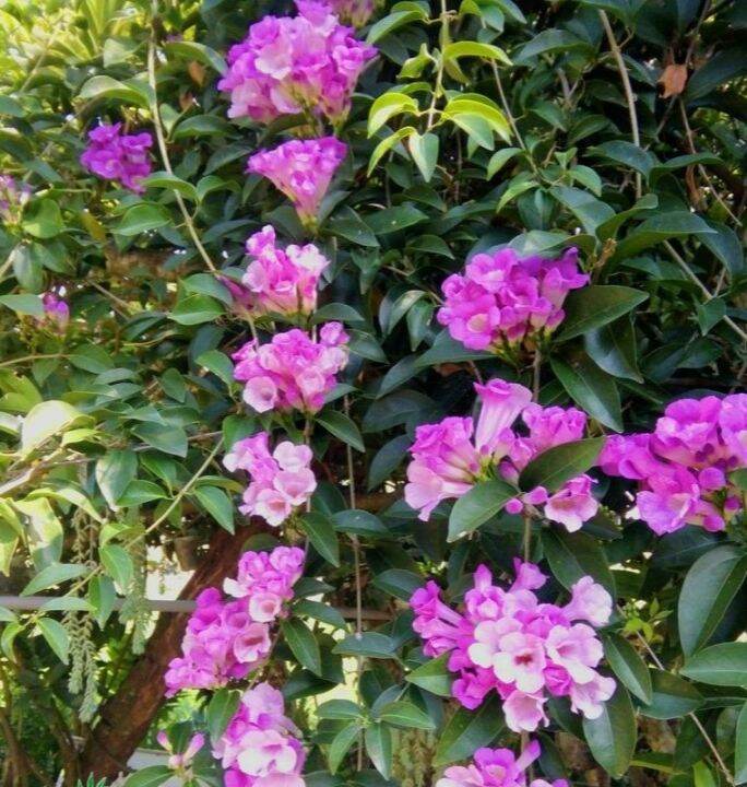 Bibit Bunga Garlic Vine | Lazada Indonesia