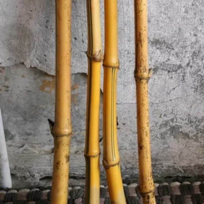 POHON BAMBU KUNING-stek batang pohon bambu kuning | Lazada Indonesia