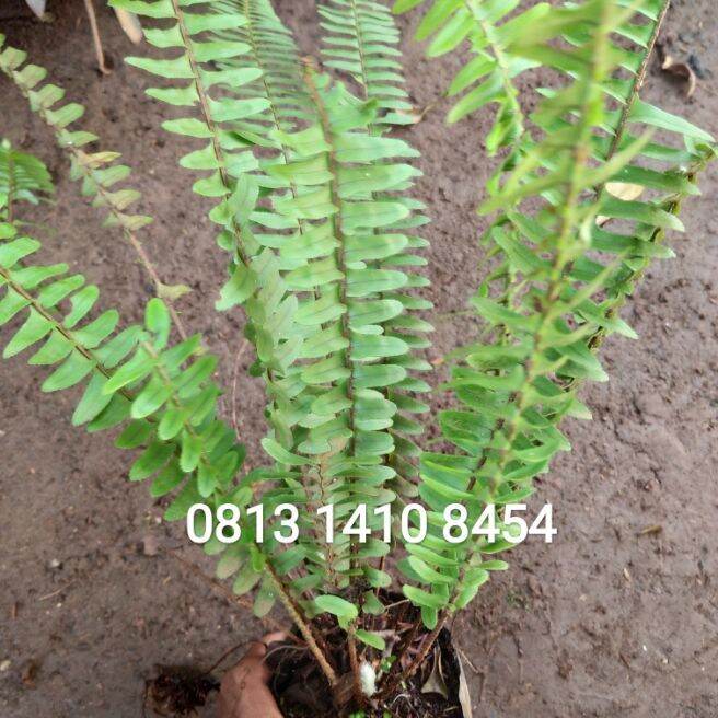 Tanaman pakis kelabang / pohon pakis kelabang | Lazada Indonesia