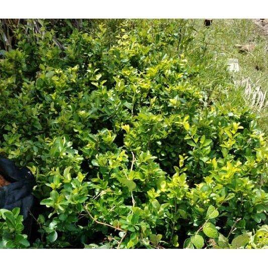 Anak Pokok Cherry Barbados Hybrid - Fast-Fruiting Cherry Barbados ...