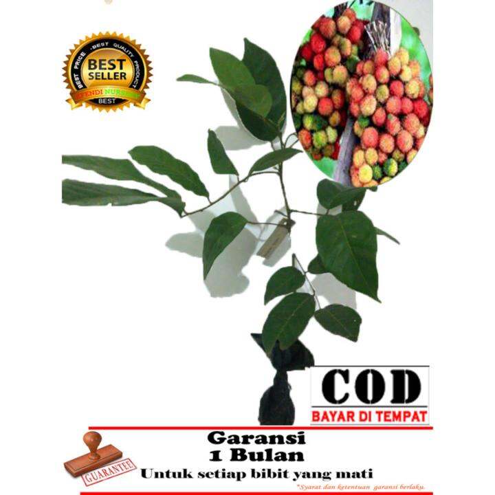 Bibit Tanaman Buah Rambutan RAFIAH murah berkualitas garansi pengiriman ...