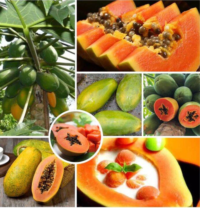 Big Discount!100% Original Papaya Seeds Contains 10 Good Quality Seeds ...