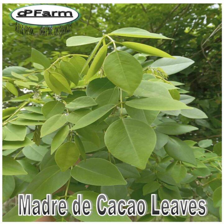 Madre de Cacao Fresh Leaves / Kakawate 500g | Lazada PH