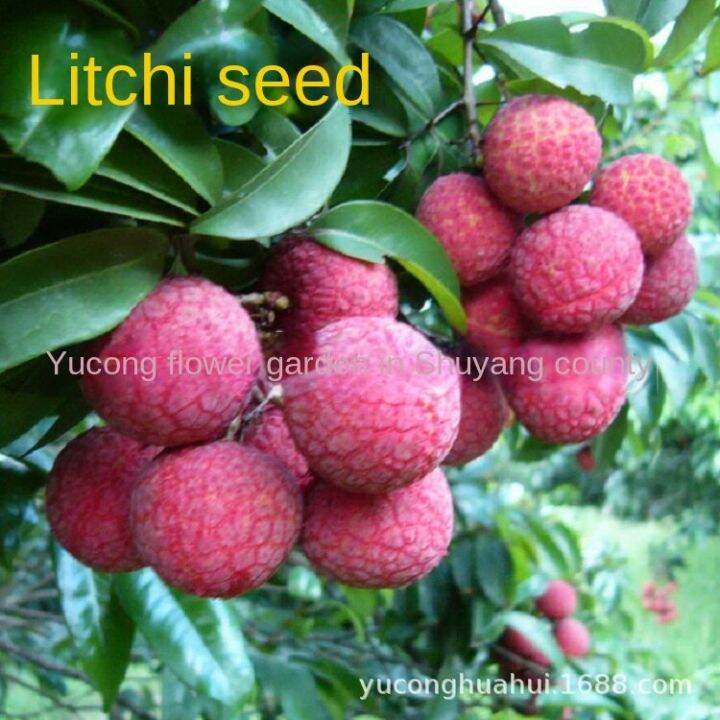 Litchi Seeds Cinnamon Seeds Fresh Sweet and Delicious Four Seasons Can ...