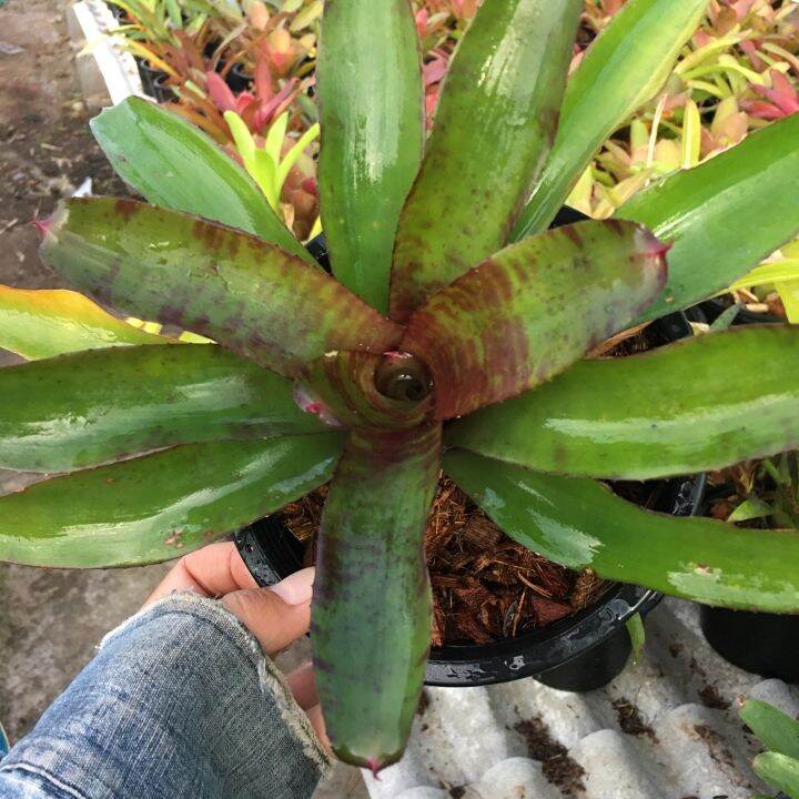 Mini Hybrid #สับปะรดสี#bromeliad# ต้นไม้สวยงาม# ไม้ประดับ# ตกแต่งบ้าน ...