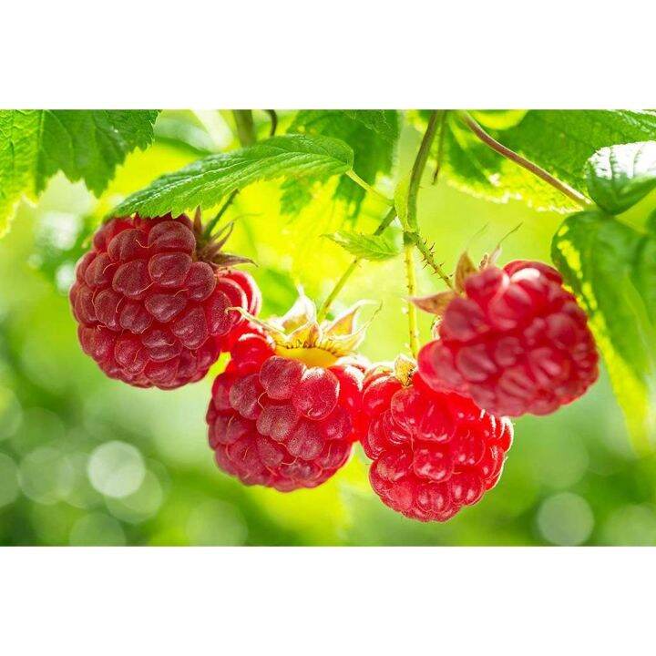50 Red Raspberry Seeds (Rubus idaeus) Garden Berry Plant Seeds | Lazada PH