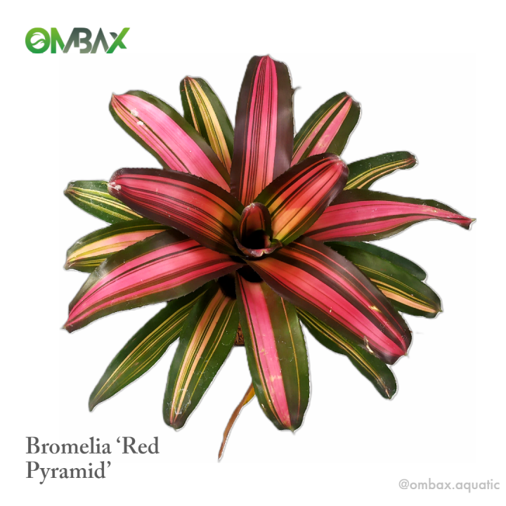 Bromelia Neo 'Red Pyramid' - Merah / neoregelia | Lazada Indonesia