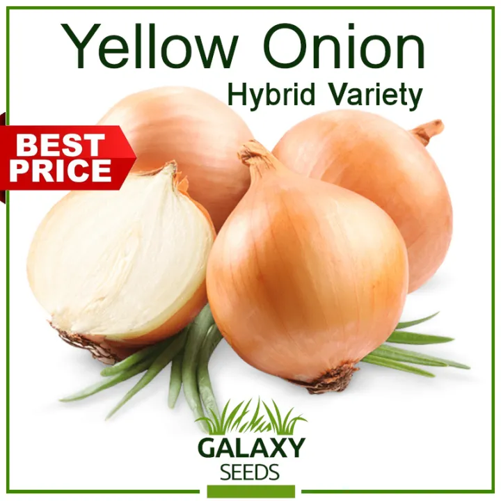 [Galaxy Seeds] Yellow Onion Seeds for Planting Vegetable Plants (10 ...