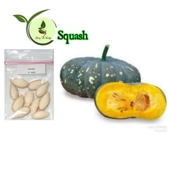 Squash kalabasa 10 seeds | Lazada PH