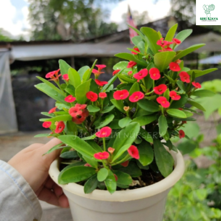 Euphorbia Milii Crown Of Thorns Bunga Raja Bunga Mahkota 麒麟花 铁海棠 虎刺梅 ...