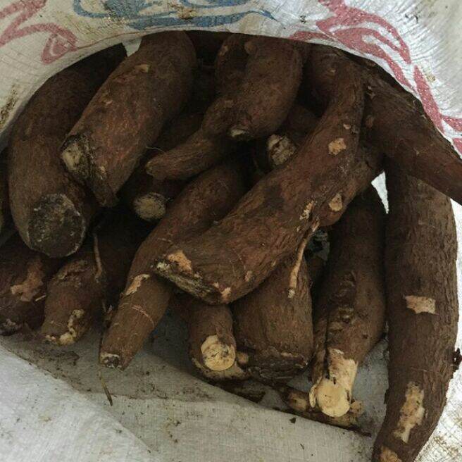 singkong kuning mentah/singkong mentega per 1kg / Singkong kuning ...