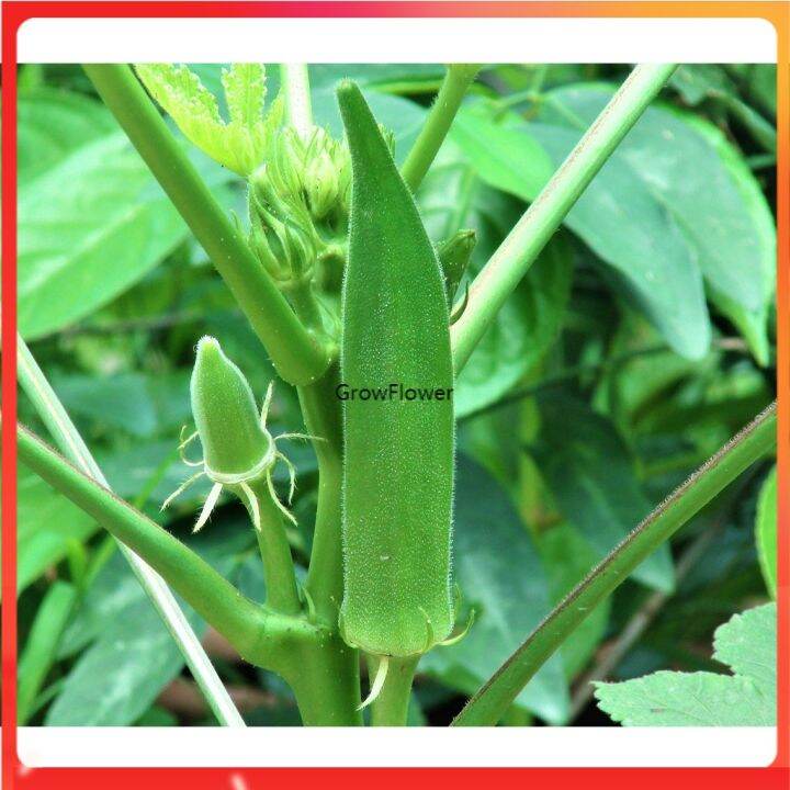 Okra Smooth Green Seeds Vegetable 30PCS | Lazada PH