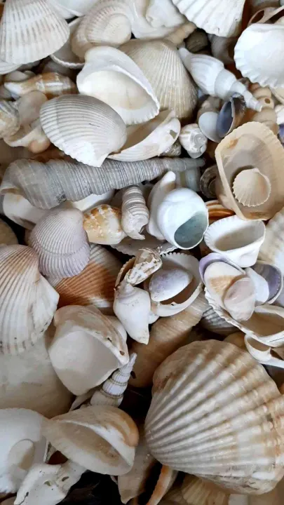 100g MIXED SEA BEACH SHELL CENGKERANG LAUT UNTUK HIASAN AKUARIUM CRAFT ...