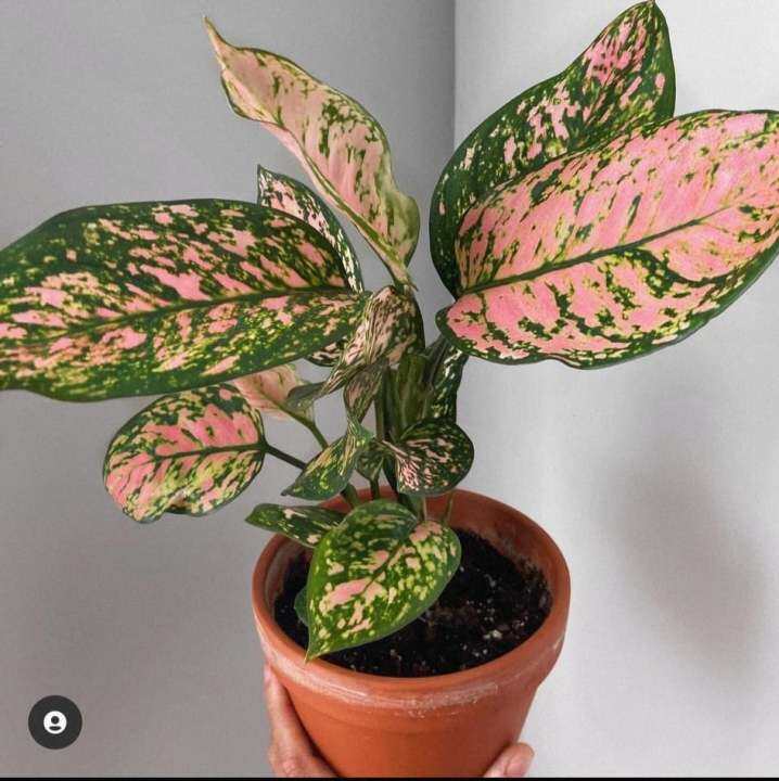 Aglaonema Pink "Chinese Evergreen" with FREE white plastic pot, pebbles ...