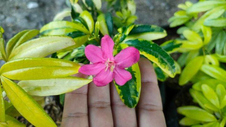 RAVENIA LEMONIA SPECTABILIS VARIEGATED - ROOTED - LIVE OR REAL PLANT ...