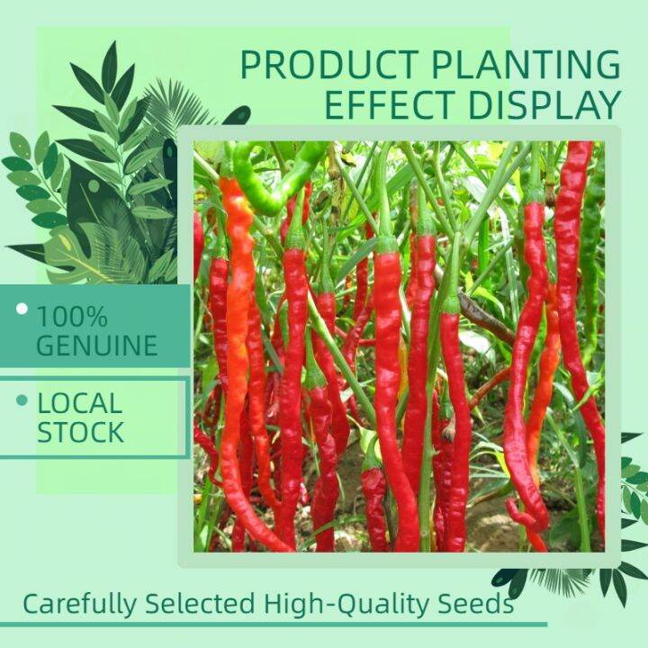 High Yield Early Maturity 300 Seeds Long Chilli Seed Organic Vegetable ...