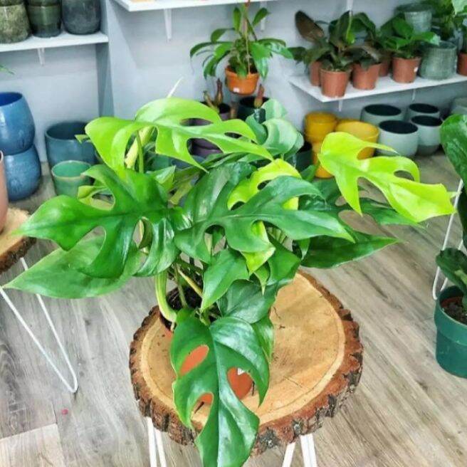Tanaman hias monstera raphidophora - monstera raphidophora tetrasperma ...