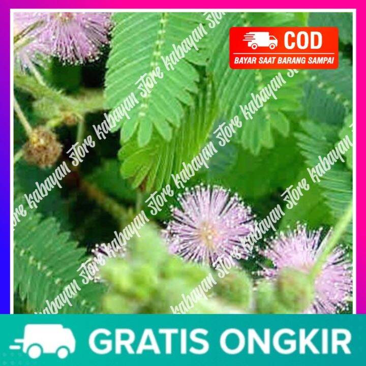 herbal daun putri malu fresh 500 gram daun Mimosa Pudica Linn kabayan ...