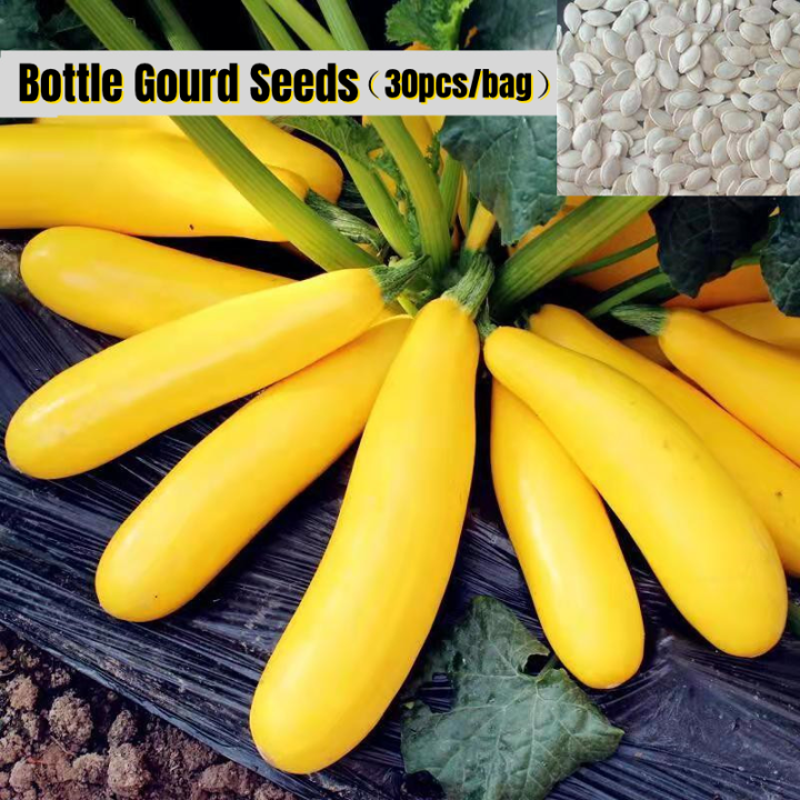 [Fast Growing] 30pcs Zucchini Seeds Bottle Gourd Seeds for Sale ...