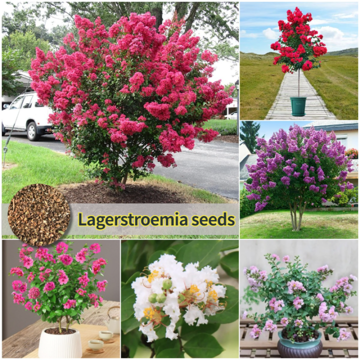 [Easy to grow in Malaysia] Lagerstroemia Seeds Flower Seeds for ...