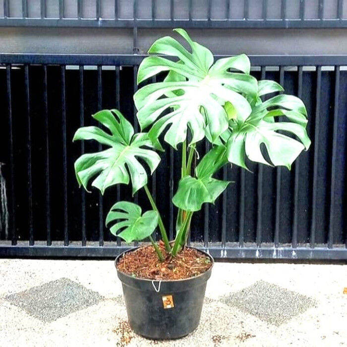Monstera king tanaman hias Monstera king Giant Monstera besar | Lazada ...