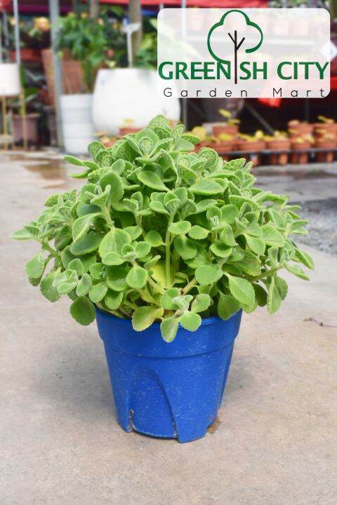 GNC - Plectranthus Amboinicus Green / Variegated Cuben Oregano Mint ...