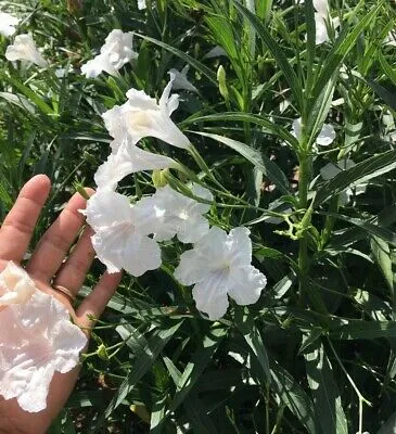 SeedCenter Tanaman Bunga Ruellia Putih Tegak Reullia Ruelia Reulia ...