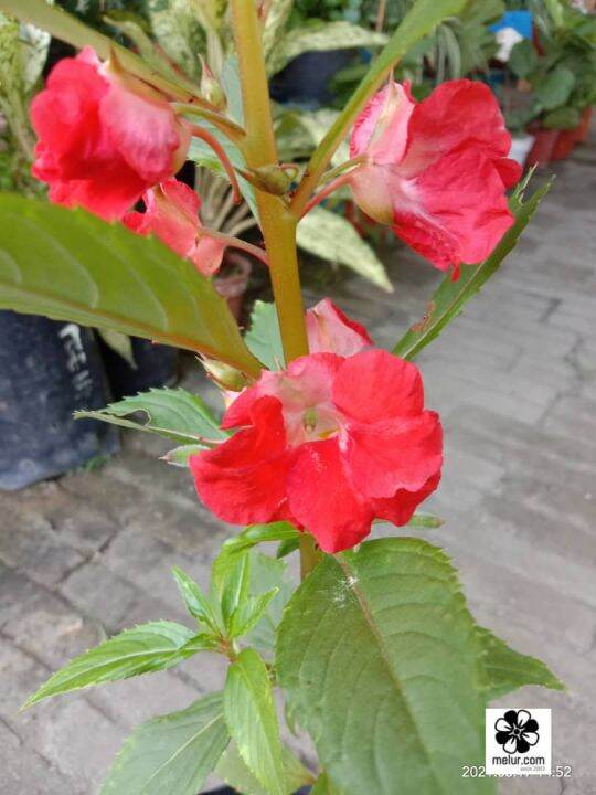 Anak Pokok Bunga Keembong Merah / Impatiens Balsamina Sapling | Lazada