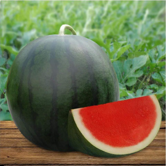 Semangka Merah Non Biji 2 bibit biji seed Benih Semangka Non Biji Merah ...