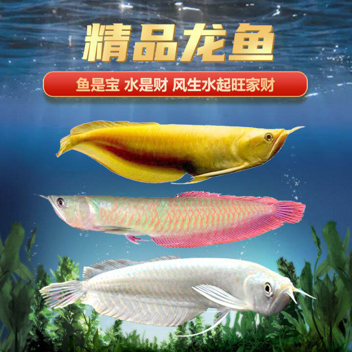 Ornamental fish of arowana yellowed red-eyed colorful arowana live ...