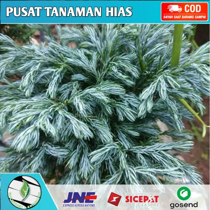 Tanaman Cemara Perak Biru/ Juniperus Squamata Blue Star | Lazada Indonesia