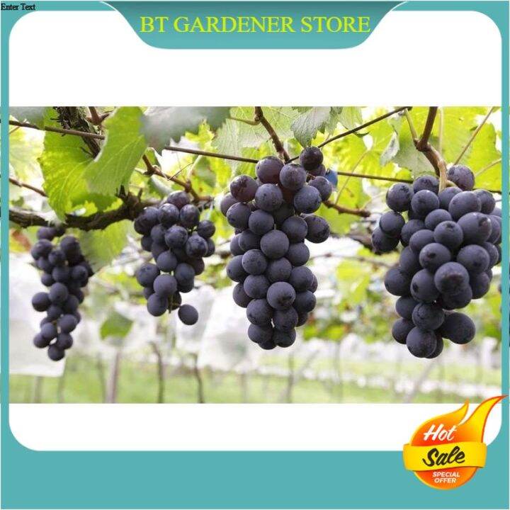 Japanese Kyoho Anak Pokok Anggur Hitam Tanpa Biji Benih Benih Anggur ...