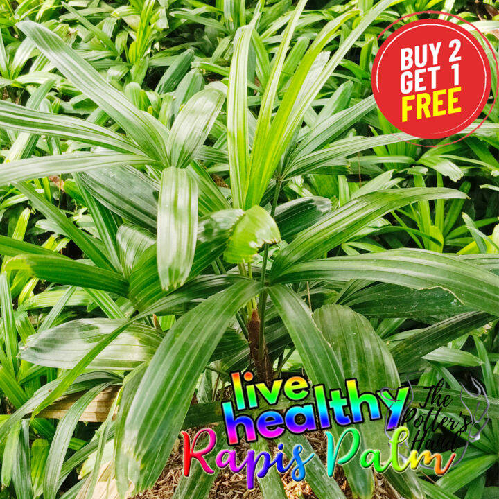 Rhapis Excelsa Palm Broadleaf Lady Palm Plant | Lazada PH