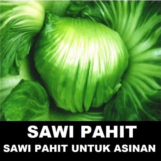 SAWI PAHIT BAU SIN 50 biji bibit seed seeds Benih Sawi Mustard Head ...