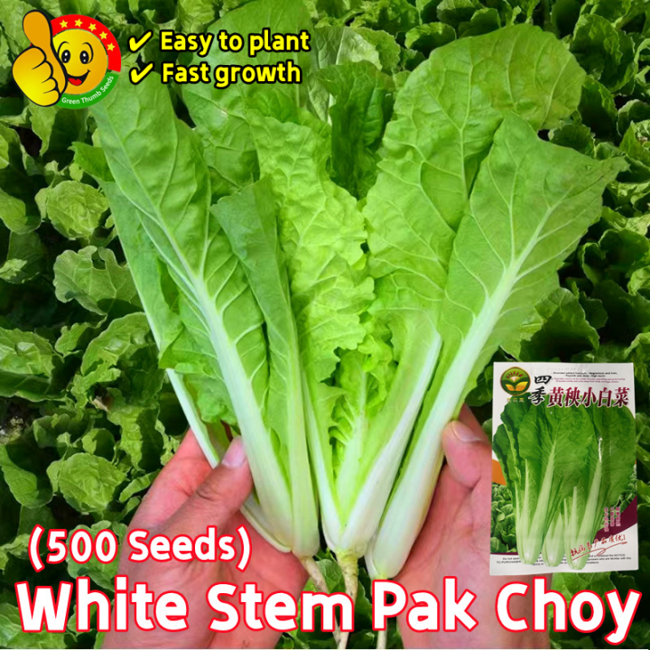 100% Original White Stem Pak Choy Seeds for Sale (Fresh 500pcs Seeds ...