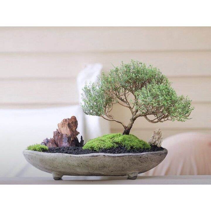 [fast Germination] Chinese Pine Seed Shape Beautiful Four Seasons